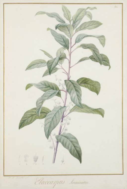 Pierre-Joseph Redoute Eleocarpus, 1812, 30×45 cm : Descriptif de l ...