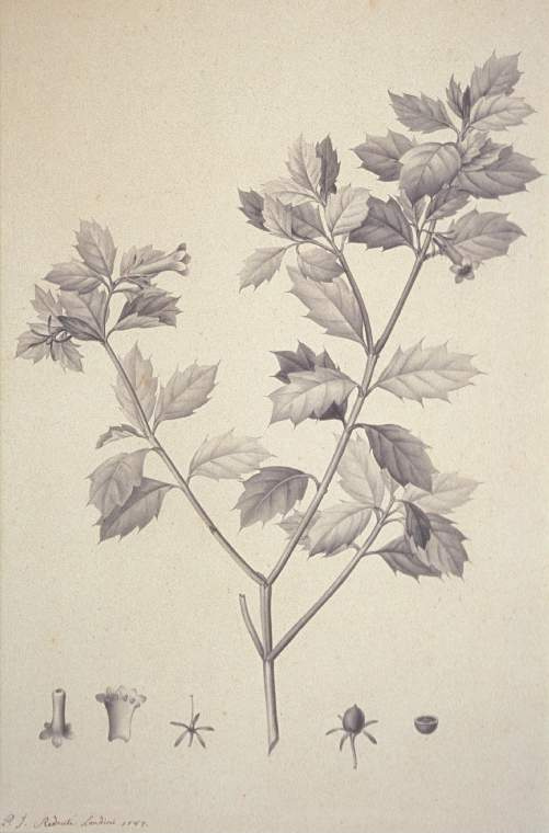 Pierre-Joseph Redoute Dysphonie, 1787, 25×38 cm : Descriptif de l'œuvre ...