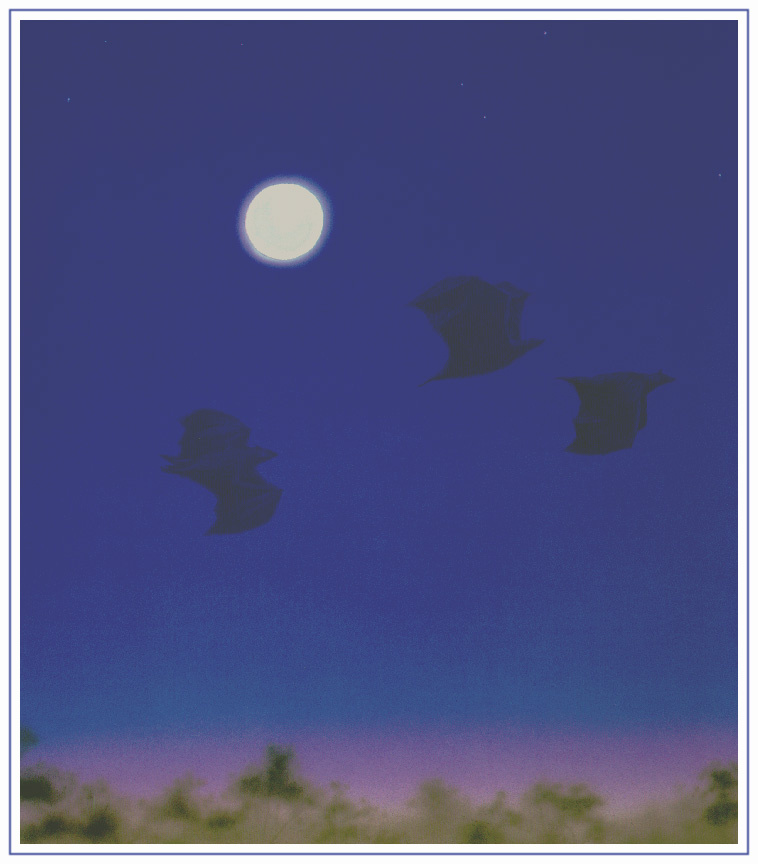 Janelle Cannon Illustration of the children's book of Stellaluna 23 ...