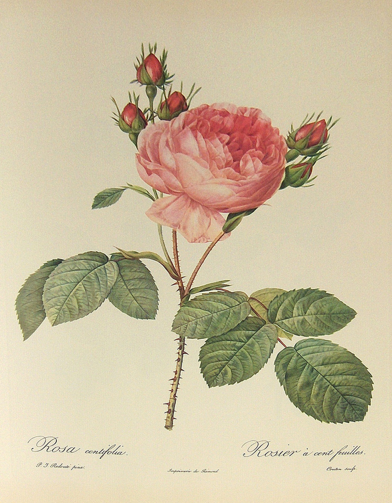 Buy a digital copy: Pierre-Joseph Redoute - Santefolia rose. "Roses ...
