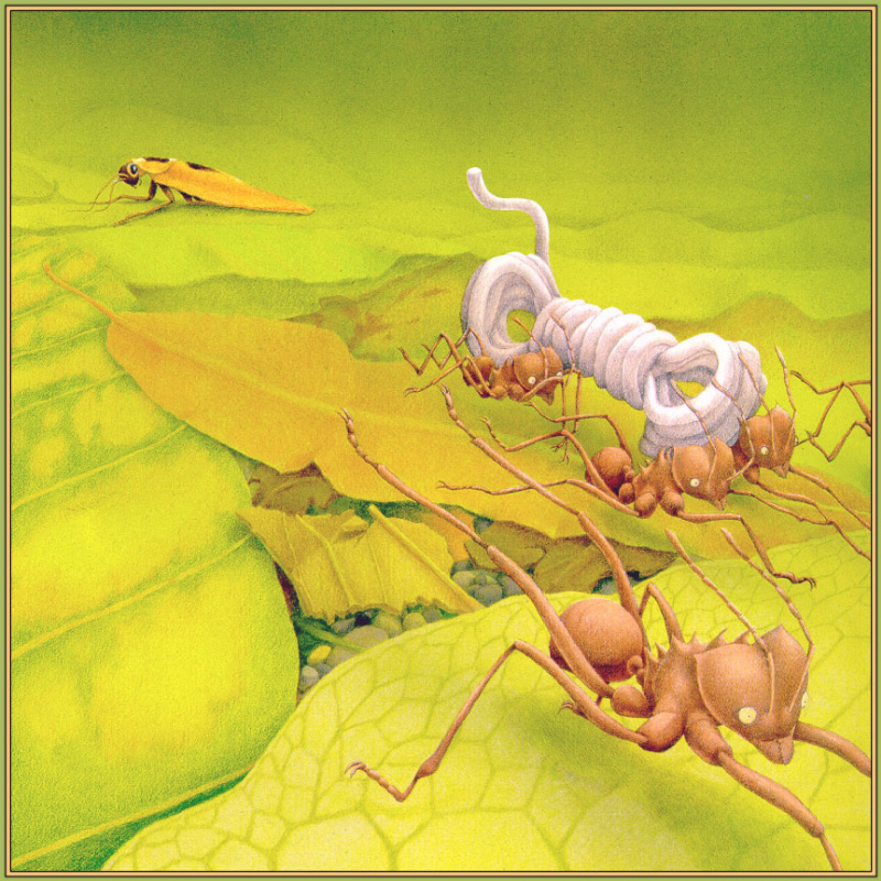 Janelle Cannon Illustration for children's book Crickwing 15 ...