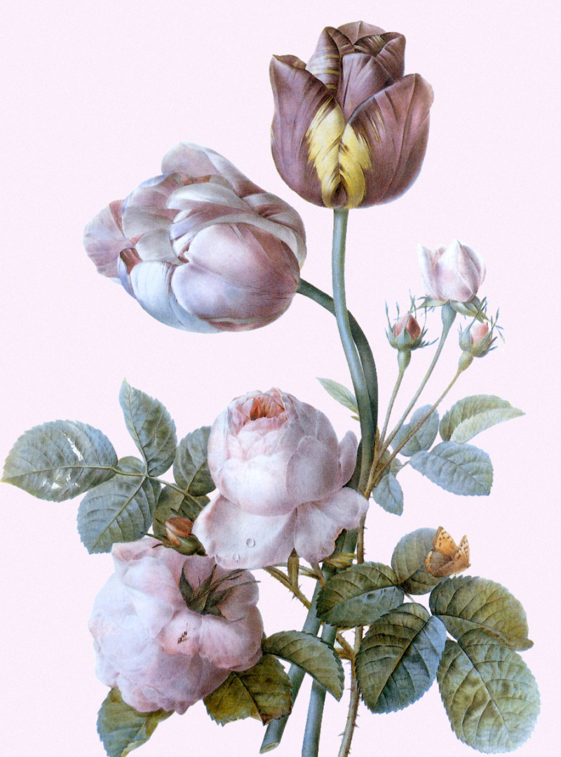 Pierre-Joseph Redoute Tulips and roses. "Botanical Illustrations", 1827 ...