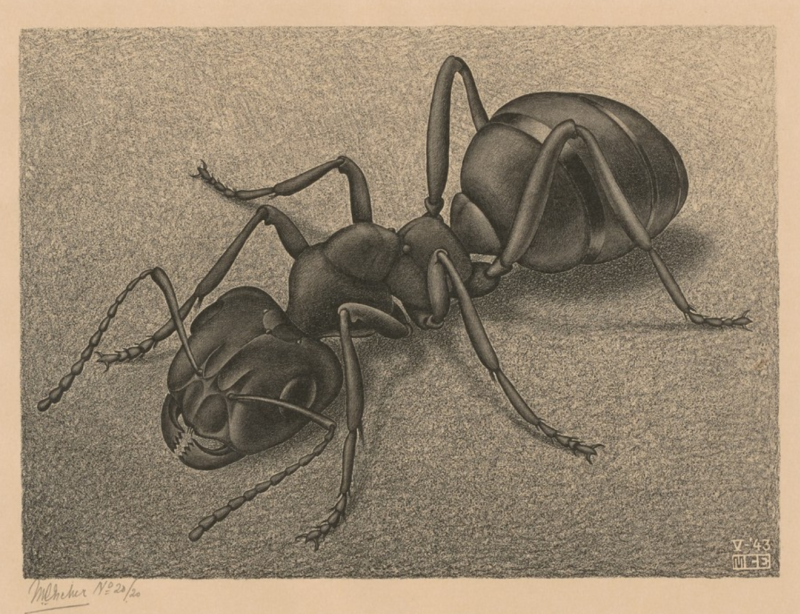 Ant, 1943, 25×18 cm by Maurits Cornelis Escher: History, Analysis ...