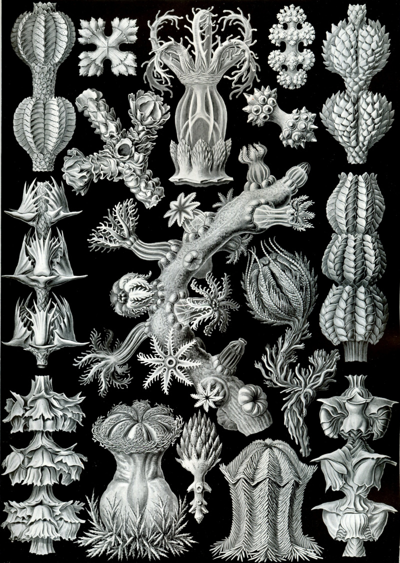 Buy a digital copy: Ernst Heinrich Haeckel - Gorgonides. "La beauté de ...