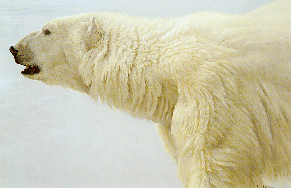 Robert Bateman Polar bear in profile: Descripción de la obra | Arthive